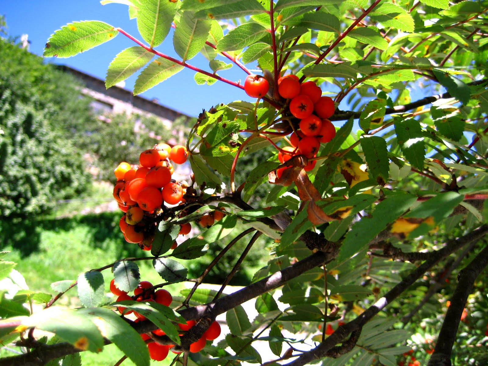 Árboles con alma: Serbal de cazadores. Moixera de Guilla. (Sorbus ...