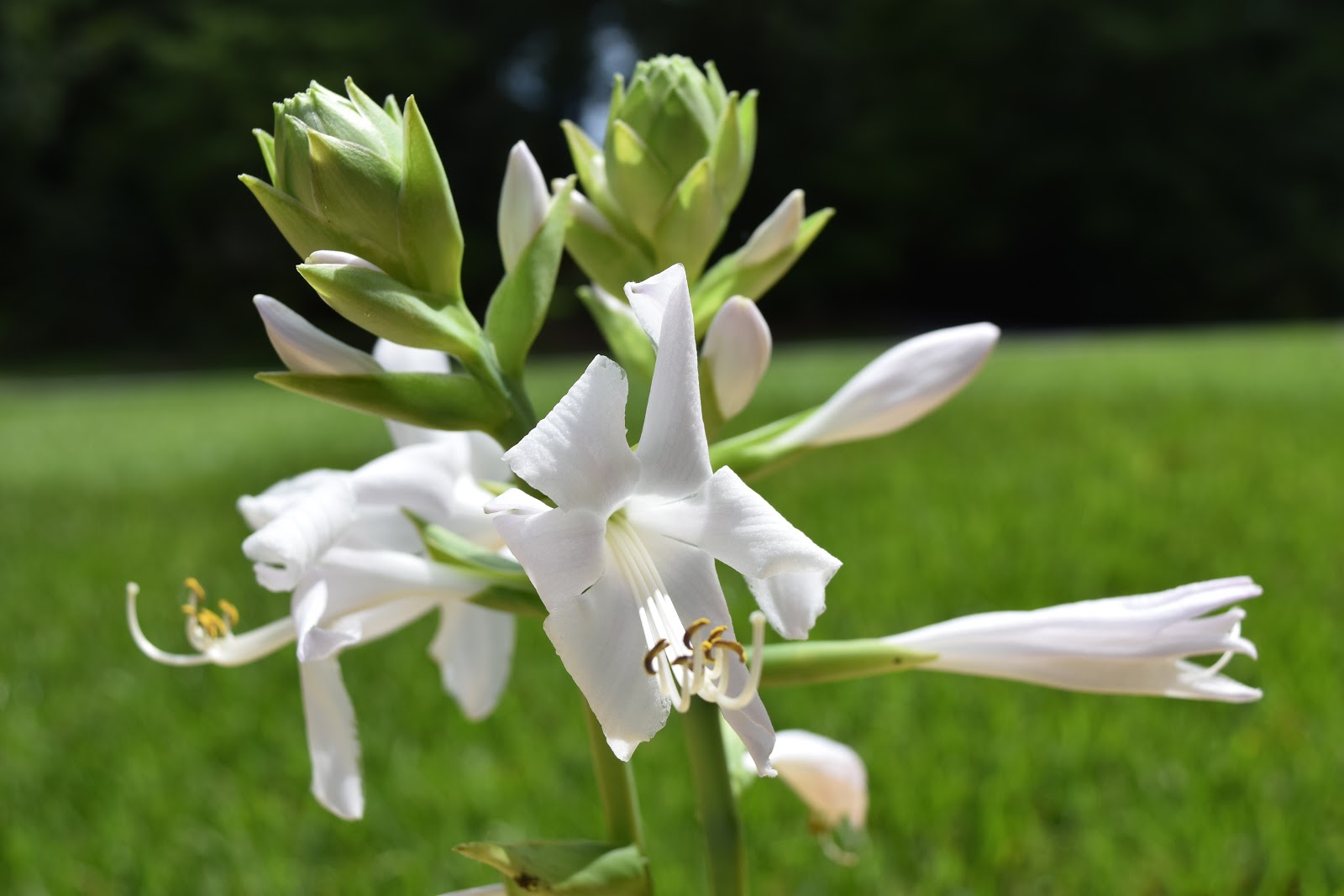 MARIETTE'S BACK TO BASICS: July 2017