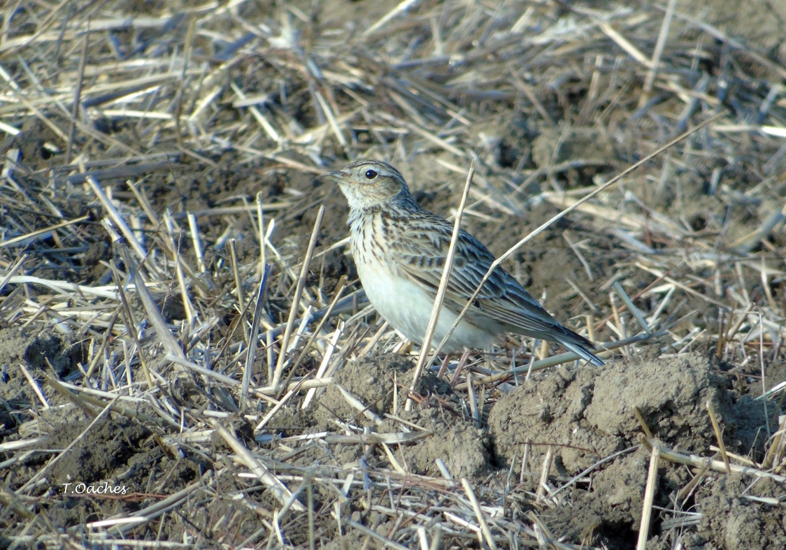 PASARI DIN ROMANIA: CIOCARLIA DE CAMP, Alauda arvensis