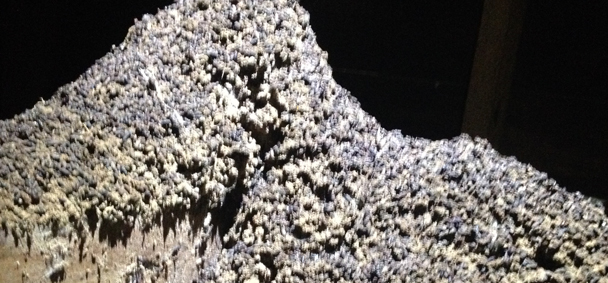 Every Day Is Special: August 29 – International Bat Nights