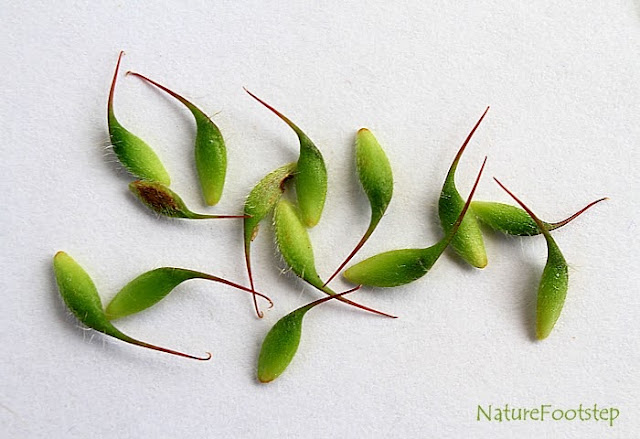 NatureFootstep PhotoArt: Little sticky green seeds