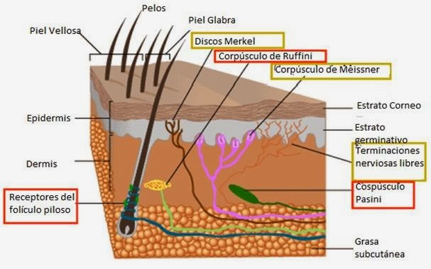 Aparato Mecanorreceptor (la piel): Tipos de Mecanorreceptores