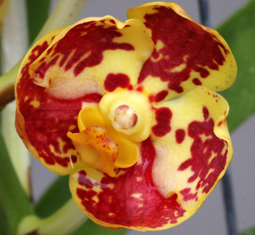 Ascocenda Ken Kone 'Crownfox Spots' AMAOS (V. merrillii X Guo Chia Long)