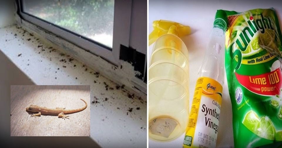 Begini Cara Atasi Masalah Tahi Cicak Di Tepi Tingkap Dan Lantai Dengan ...