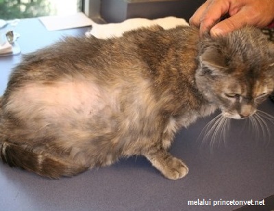 10 Jenis Penyakit Kulit Pada Kucing dan Cara Mengobatinya