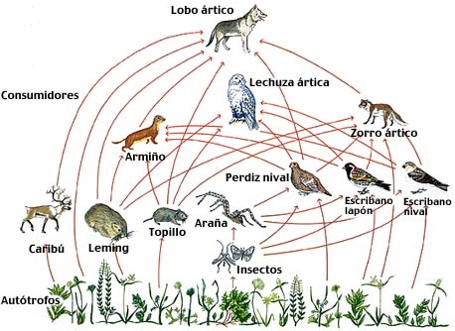 Ecología y medio ambiente: Cadena trofica