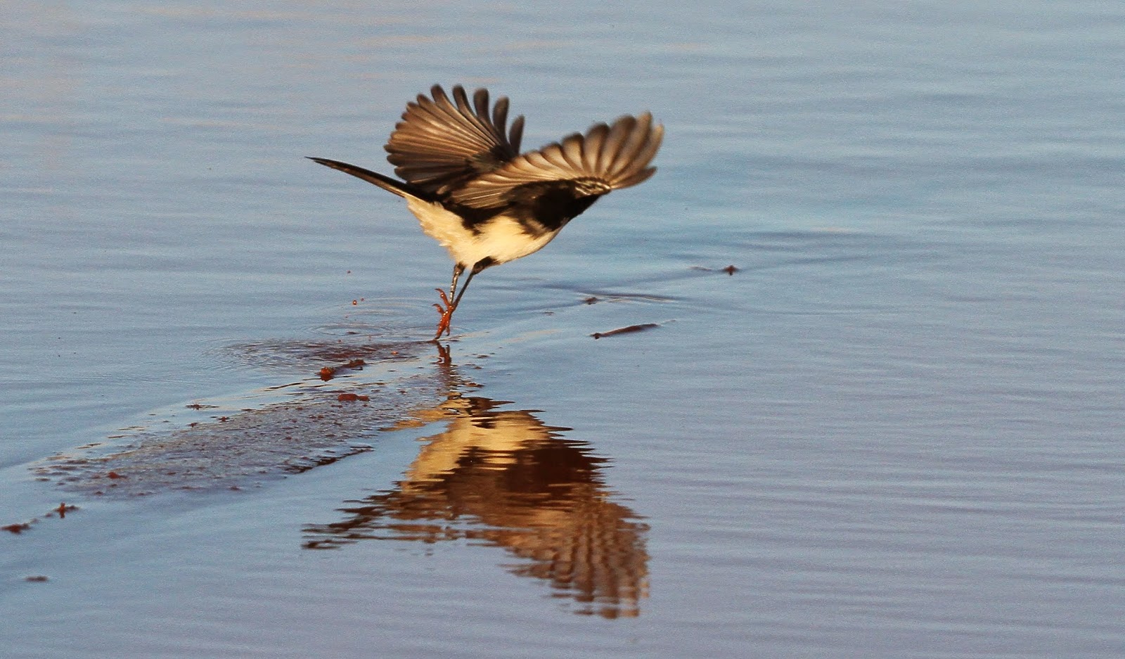 Richard Waring's Birds of Australia: Bird and scenery photos from ...