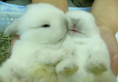 Los conejos mas tiernos - Imagui