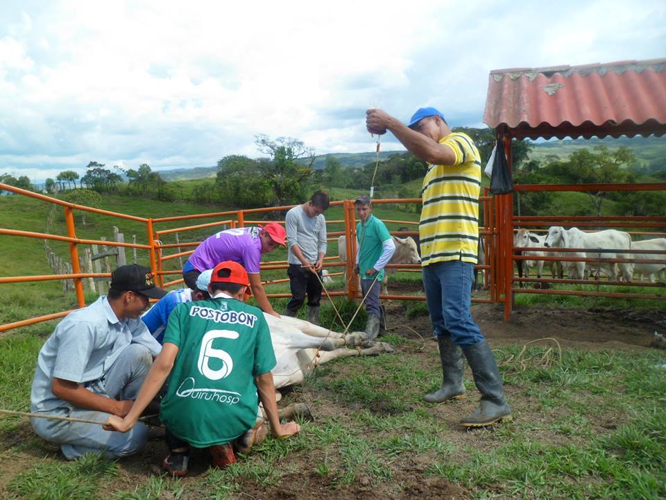 PRACTICA DE INYECTOLOGIA ~ AGRO11