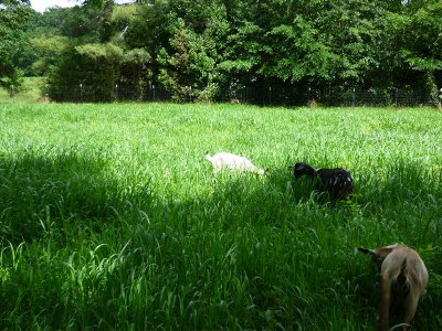 5 Acres & A Dream: New Pasture for the Does (and Bucks)