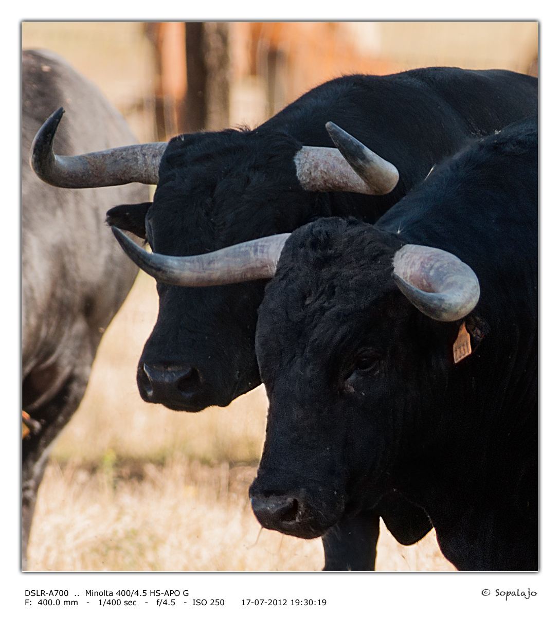 El color de mi lente: 2012