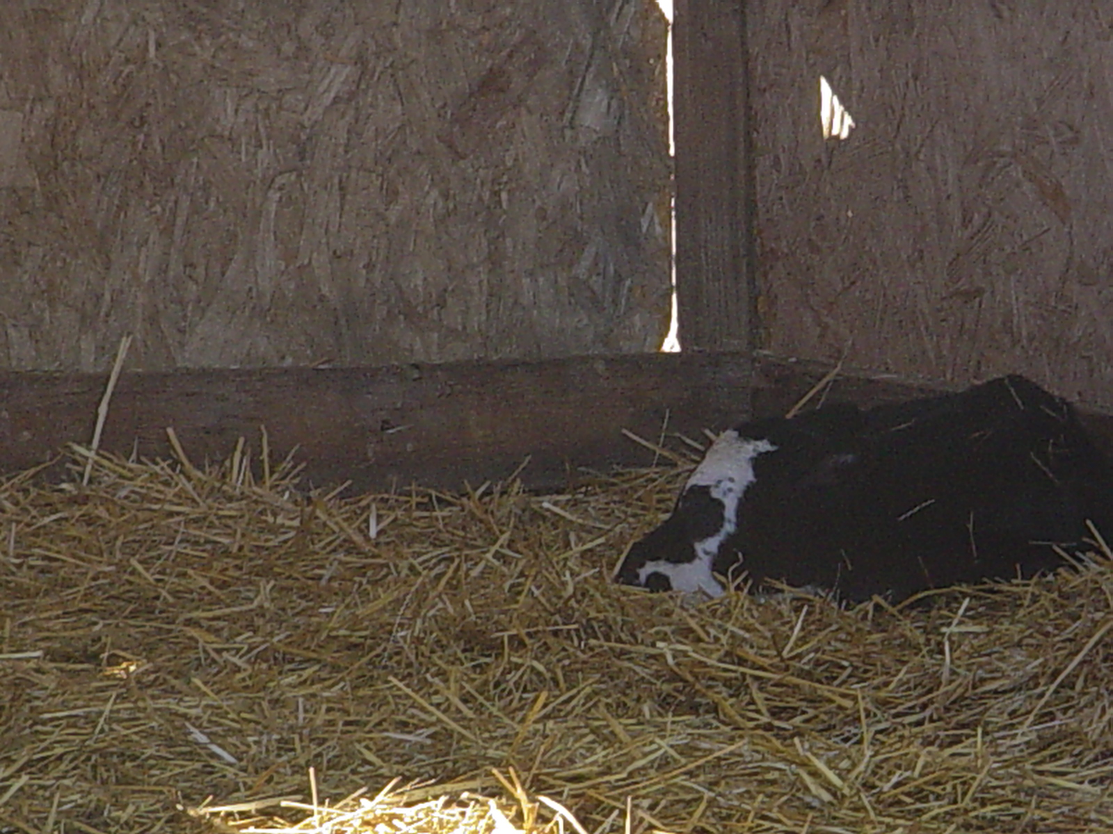 Starting a small scale cattle operation: