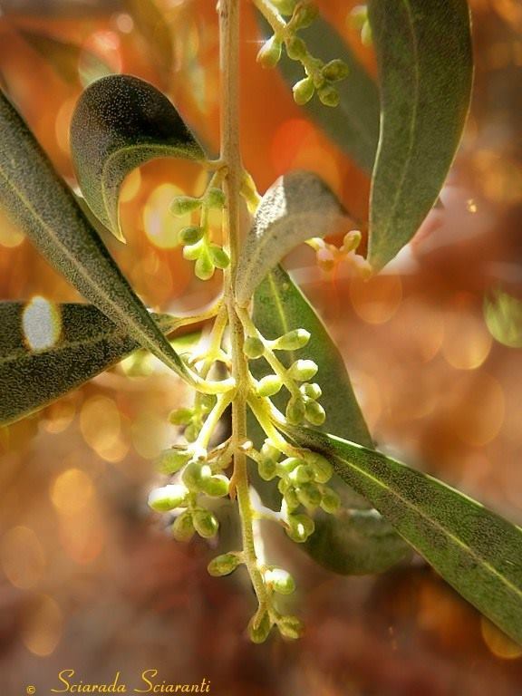 Anima Mundi: La festa delle palme e dei ramoscelli d'ulivo