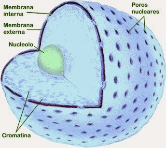 BIOLOGÍA CELULAR Y MOLECULAR: IV. Ultraestructura nuclear y función IV.