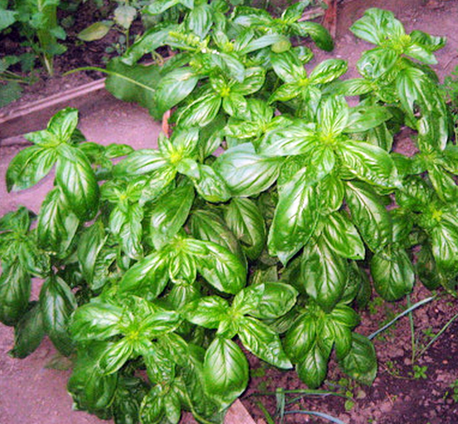 Din gradina,: Busuiocul