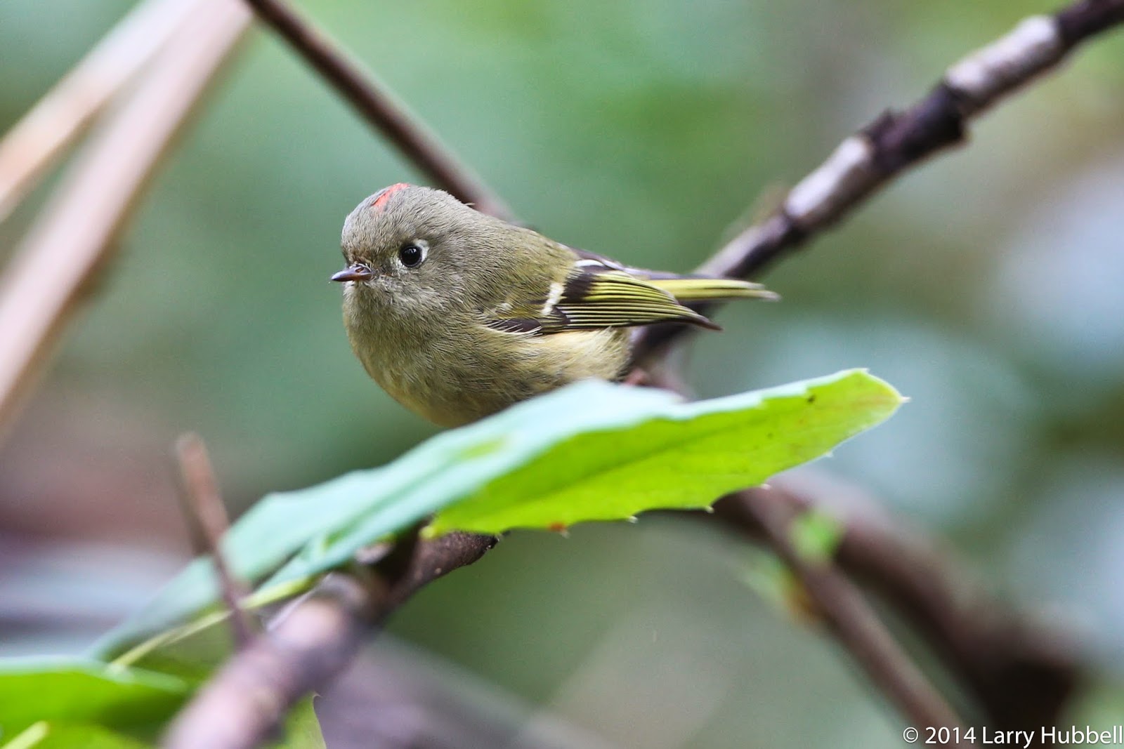 Union Bay Watch : Flit, Flicker & Flash
