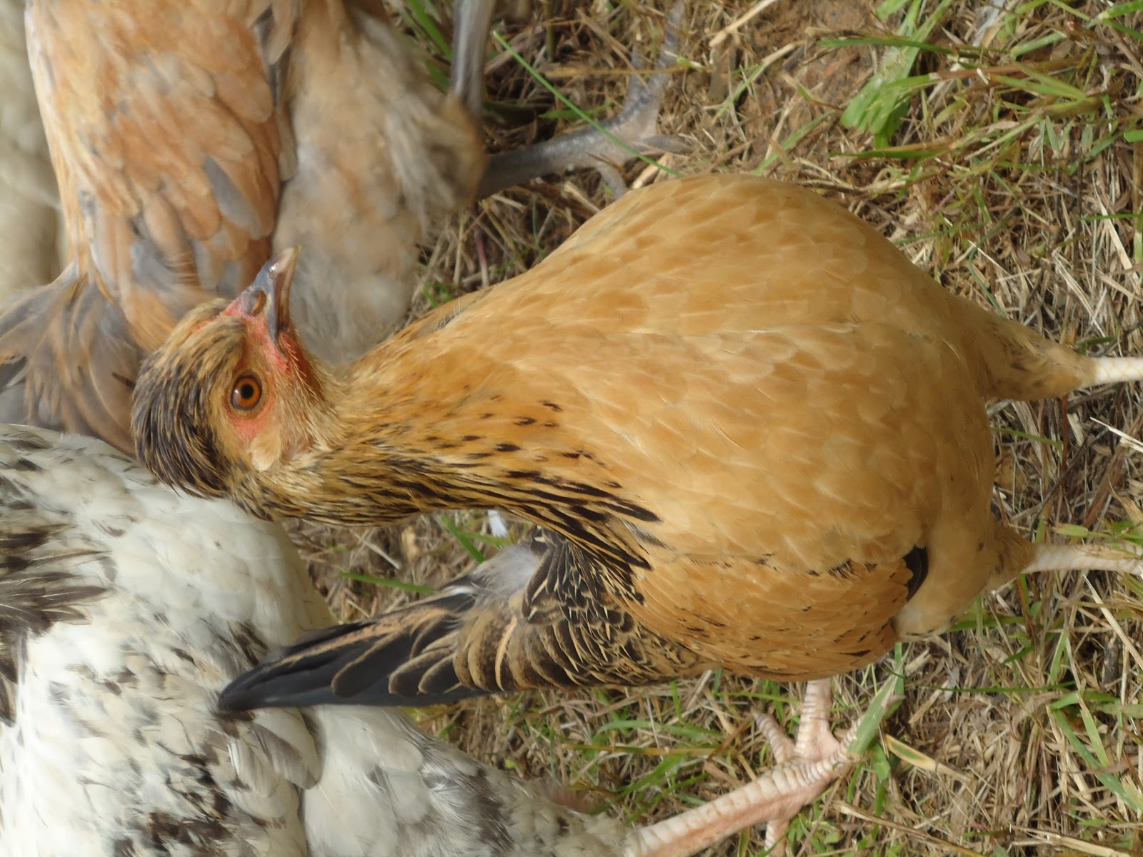 Narrow Path Farm: Dancing chickens