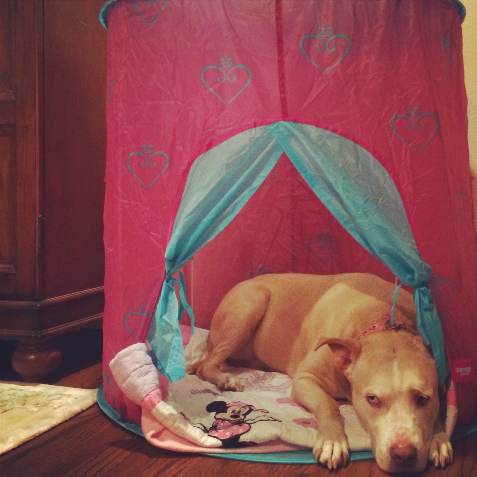 Princess the Pit Bull