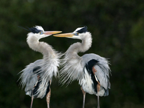 Bellas Aves de El Salvador: Ardea herodias (garza ceniza o azulada ...