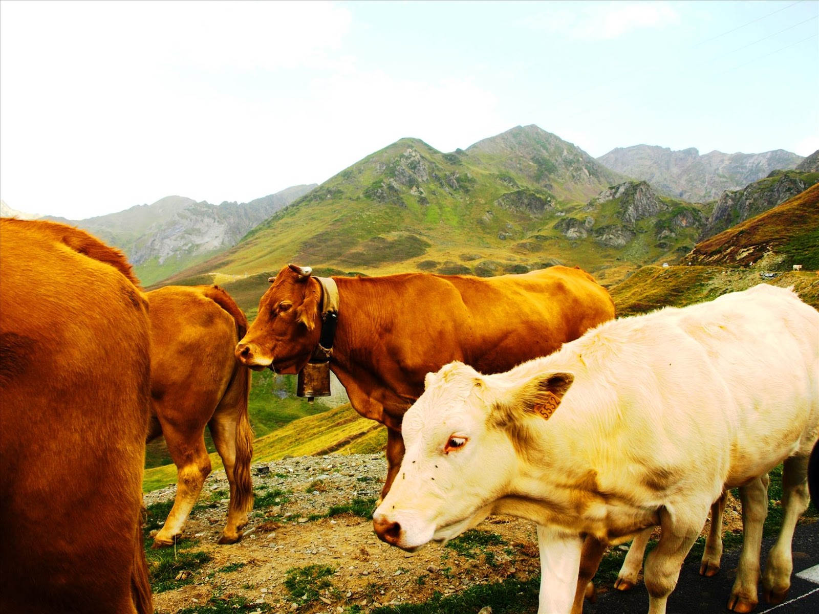 Best Pyrenees Photos: Animal Species