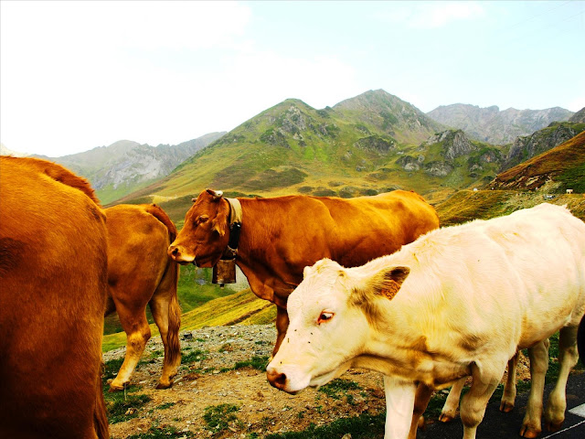 Best Pyrenees Photos: Animal Species