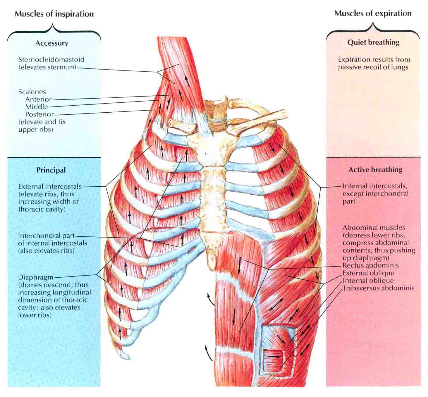 Anatomy Thorak ~ KEGAWATAN JIWA FAMILY