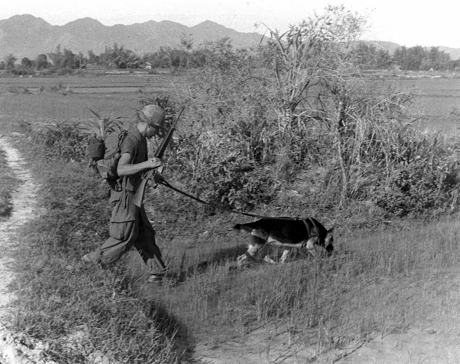 Chief the War Dog K-9 Corps Public Domain Clip Art Photos and Images