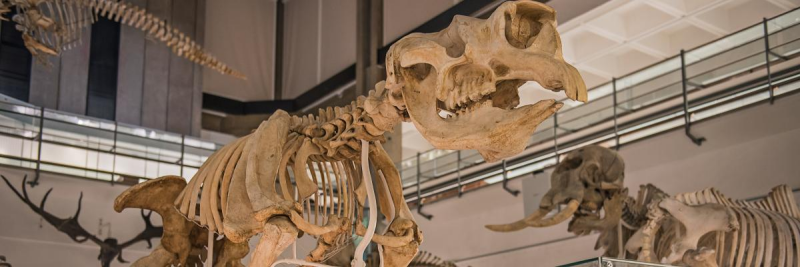.: The Museum of Zoology, Cambridge reopens tomorrow! The Museum hopes ...