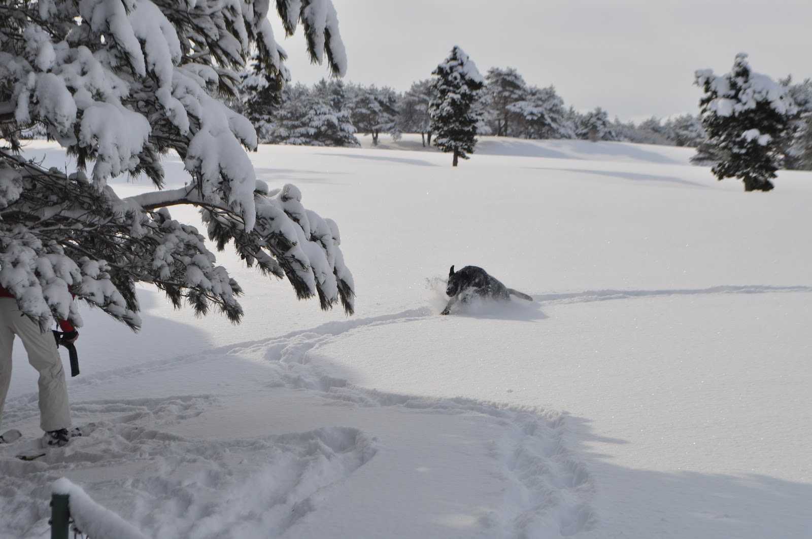 Japan!: More Misawa Snow