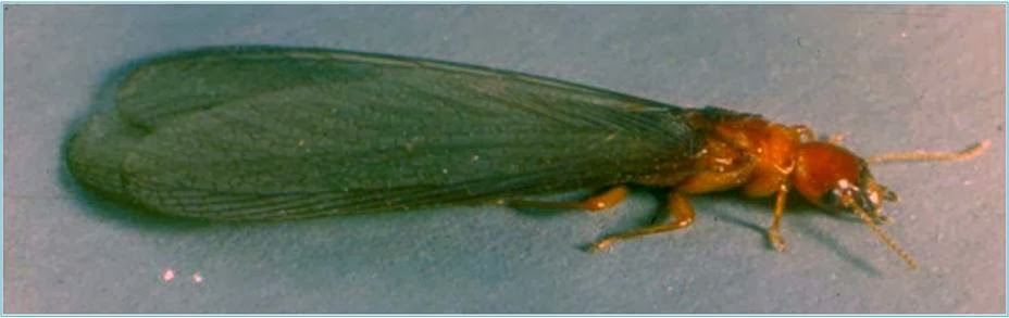 Pakistan's Agriculture