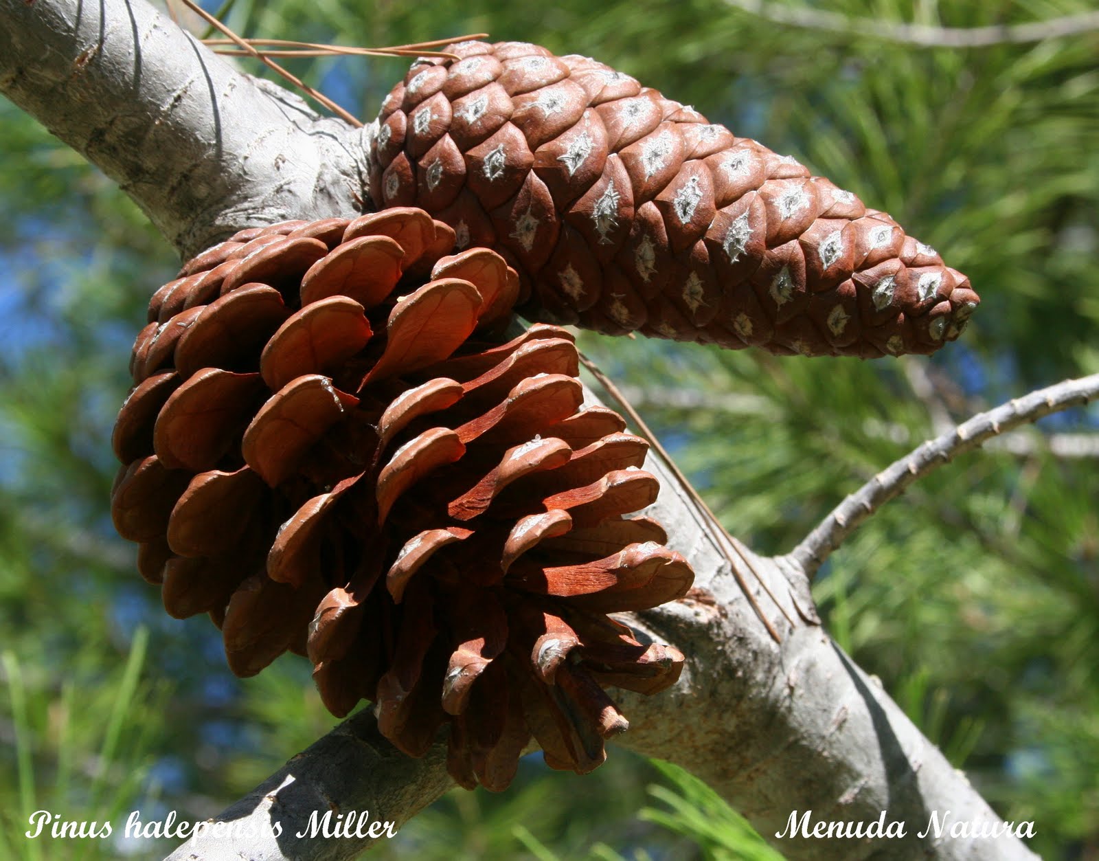 Menuda Natura: Pinus halepensis Miller