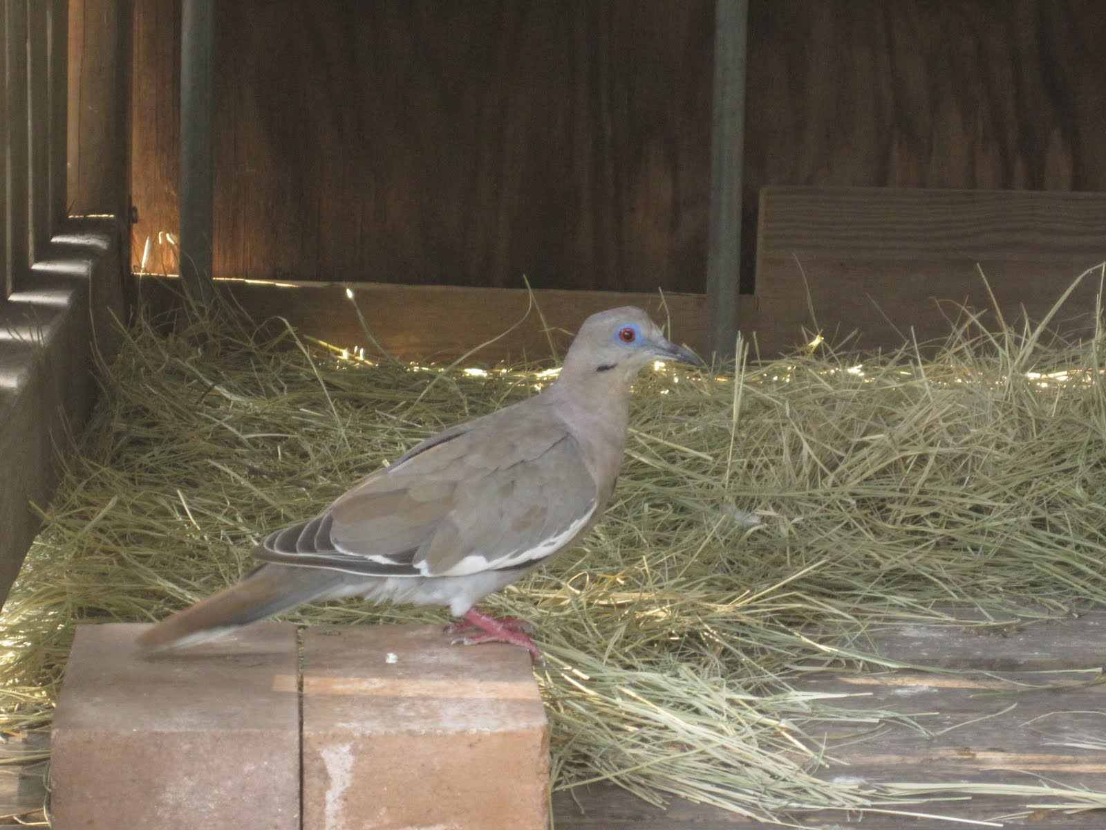 Tropical Texana: GARDEN SURPRISE: I CAUGHT A WILD DOVE TODAY