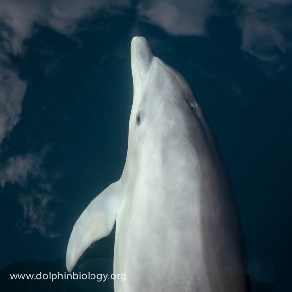 Dolphin Biology and Conservation: Deep blue