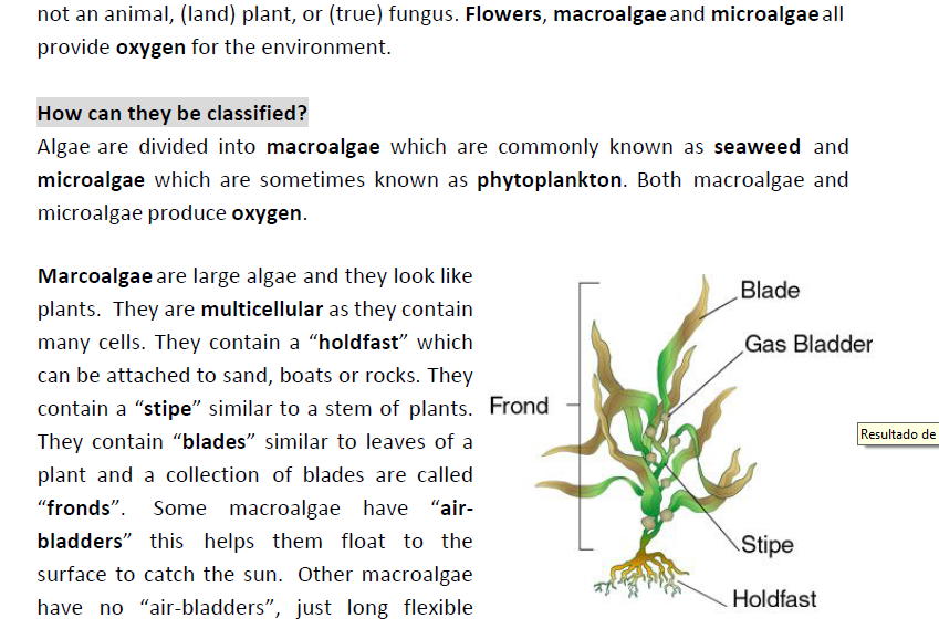 Ciencias y AICLE INTEF: Algae-1st ESO, Biology