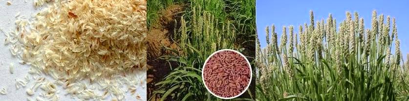 ayurved: ईसबगोल (Spogel seeds)