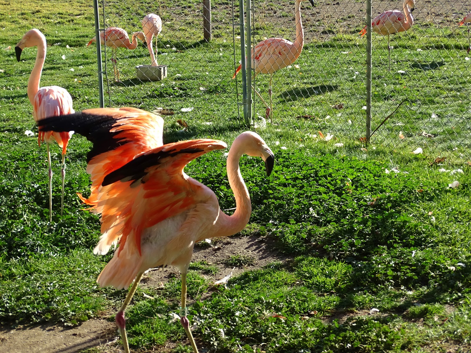 Goin Walking: Trip to exotic animal farm