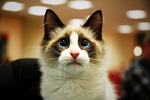 Funny Bae: Cute Cat Faces Photos