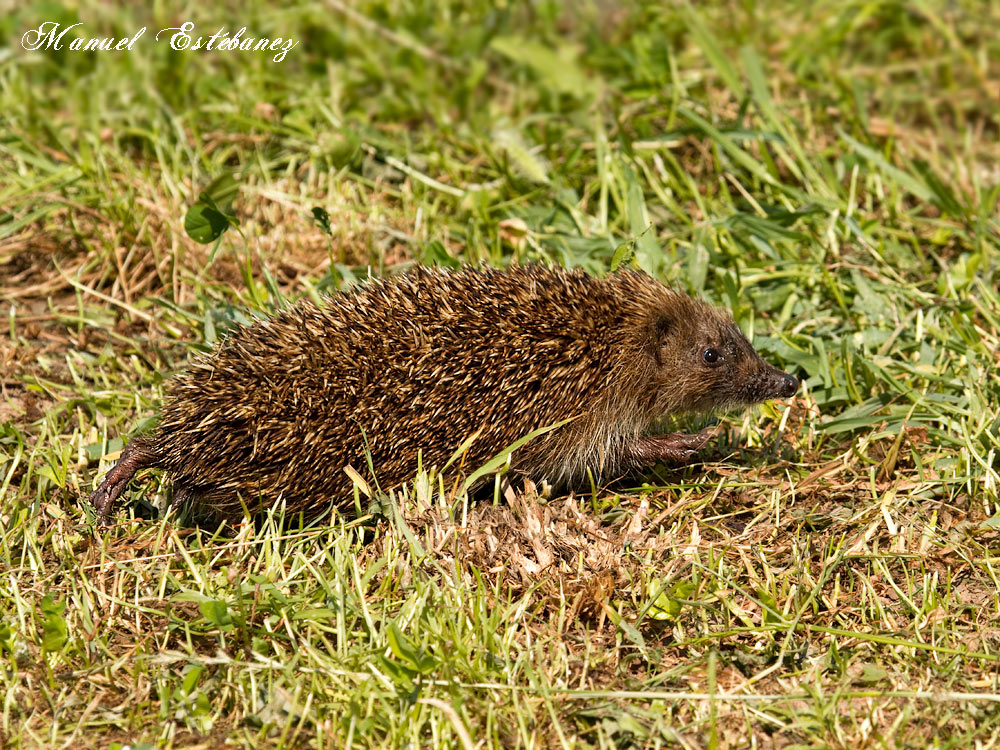 Miradas Cantábricas: Erizo europeo (Erinaceus europaeus)