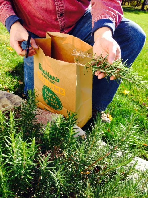 Jan's Jars: Drying Rosemary