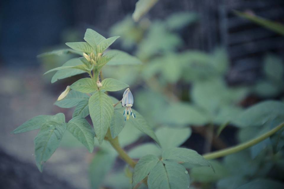 Serenemaklong: Khasiat Maman Pasir
