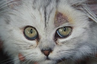 Dermatoses em Felinos (I) | Vet Pet Dicas - Dra Ana Quevedo