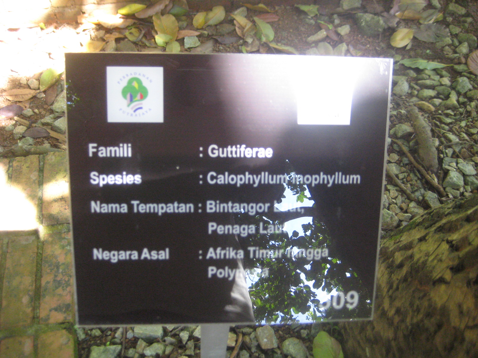 Tropical Trees and Plants: POKOK PENAGA