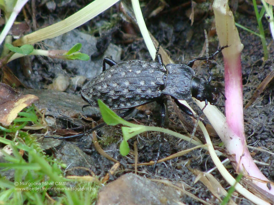Beetles from Romania: Carabus (Hydrocarabus) variolosus