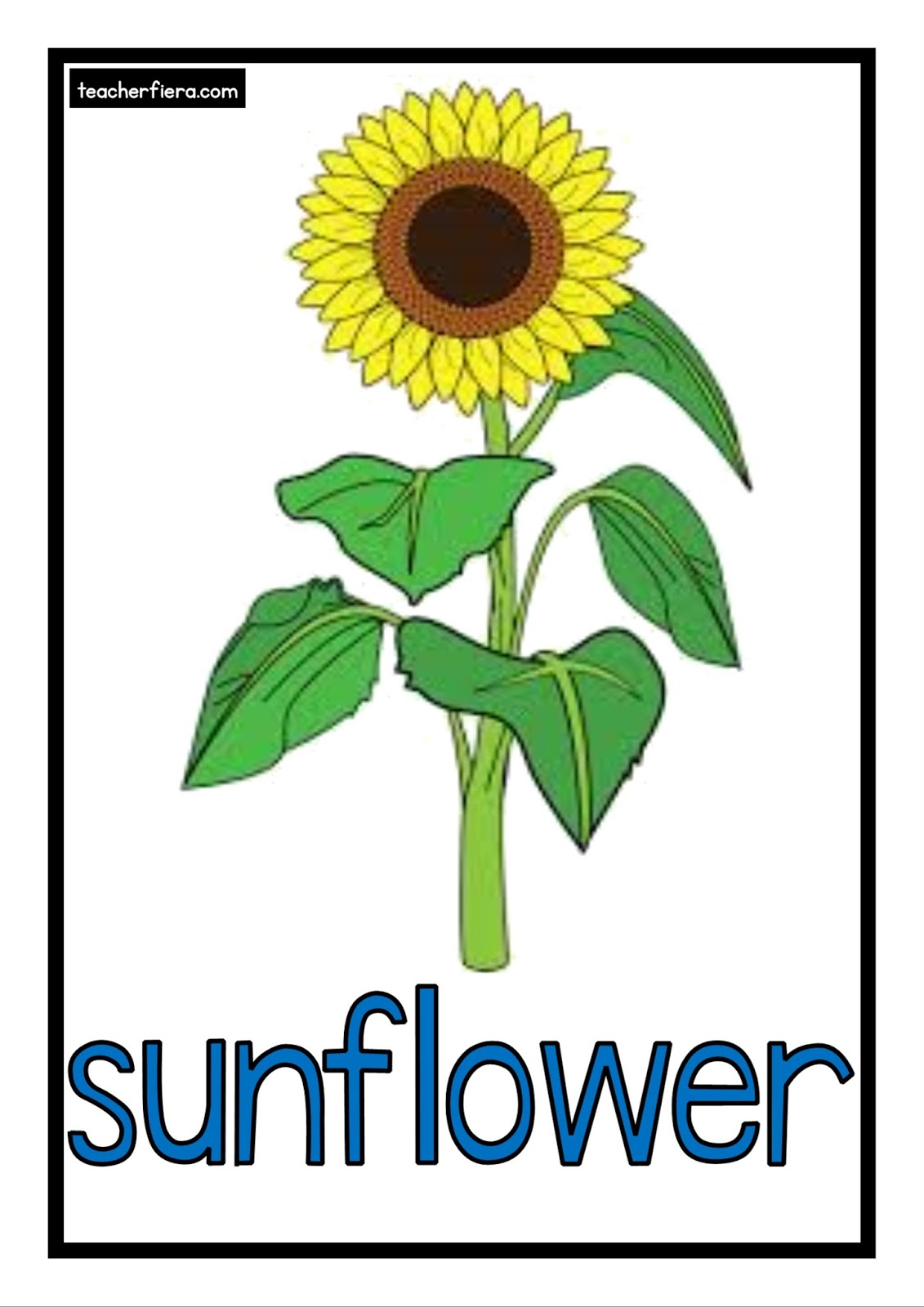 teacherfiera.com: VISUAL AIDS FOR YEAR 1 UNIT 11 - MY BEAUTIFUL GARDEN ...