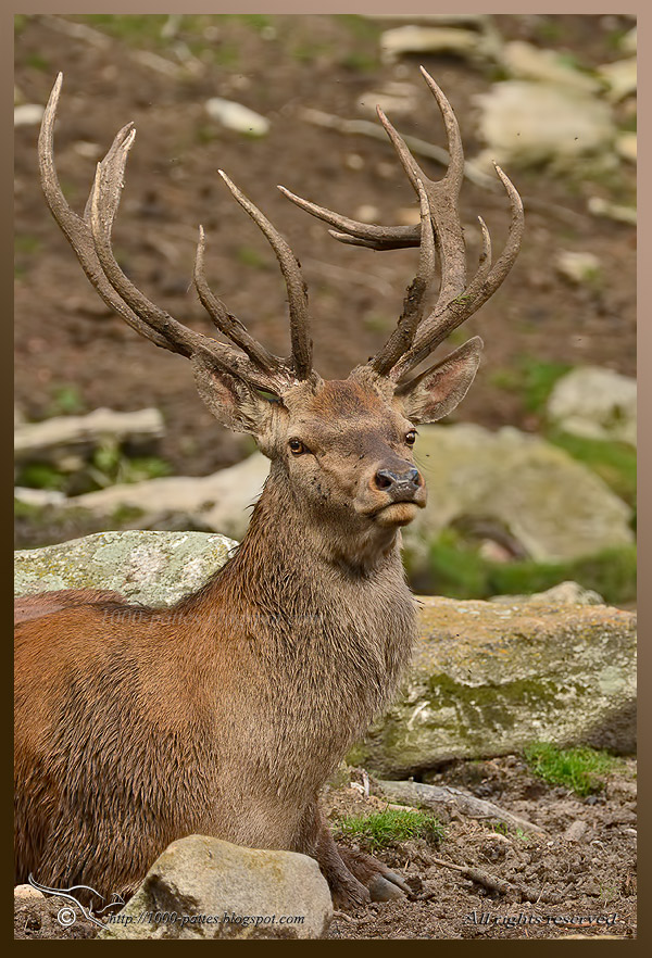 WILDLIFE GATEWAY: Cerf élaphe des Pyrénées