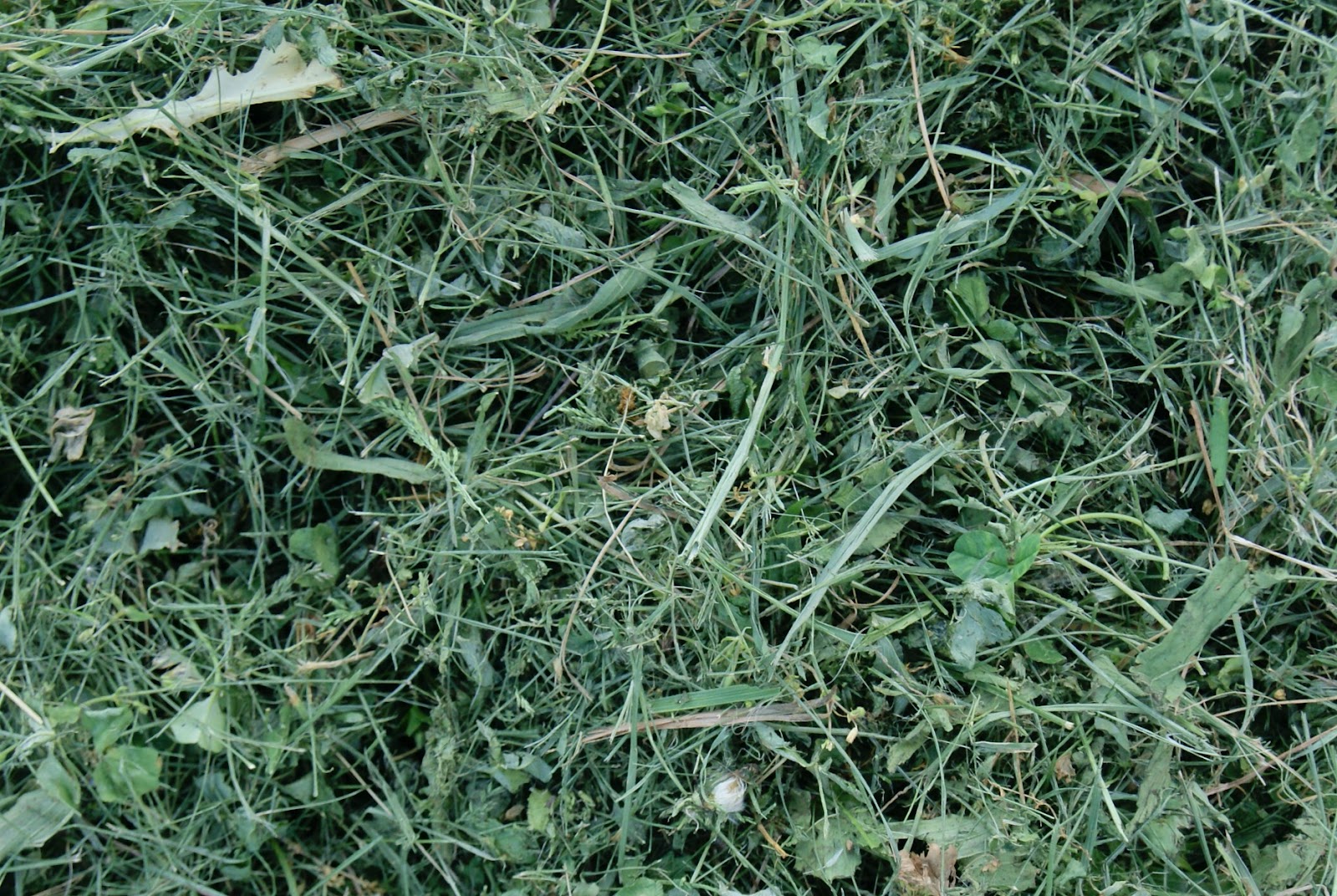 Fuzzibutt's Rabbitry: Fresh Dried Clover Hay