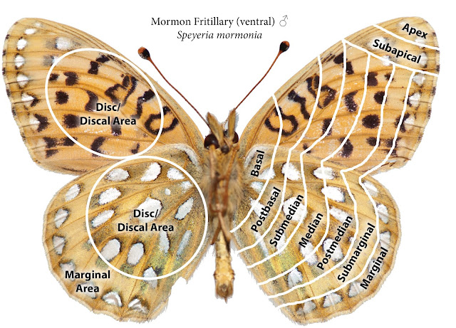 Northwest Butterflies: Anatomy & Wing Terminology