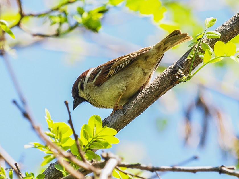 Foto: Vrabia de camp