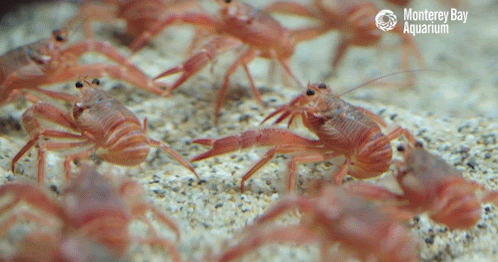 GEOGRAFI LINGKUNGAN: LOBSTER : BIOTA YANG DAPAT DIKONSUMSI