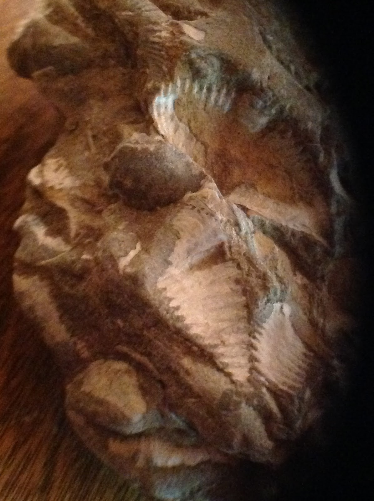 Lambton Rocks: Another Fossil Face: Part One